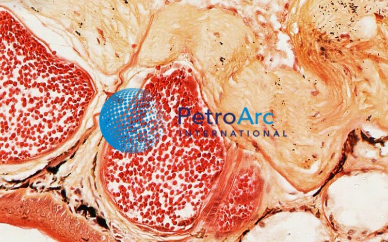 Typical Monocot & Dicot Roots, 400X – PetroArc International