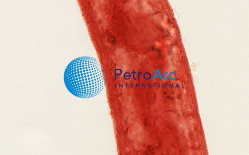 Typical Monocot & Dicot Roots, 400X – PetroArc International