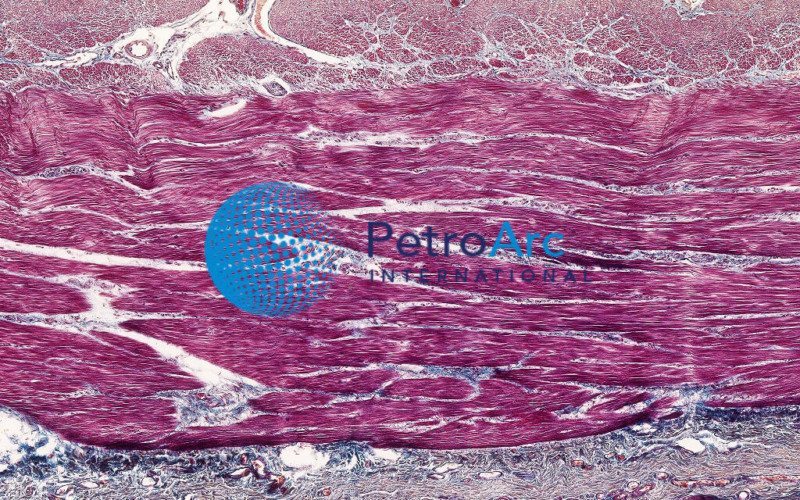 Fundic Stomach, 400X – PetroArc International