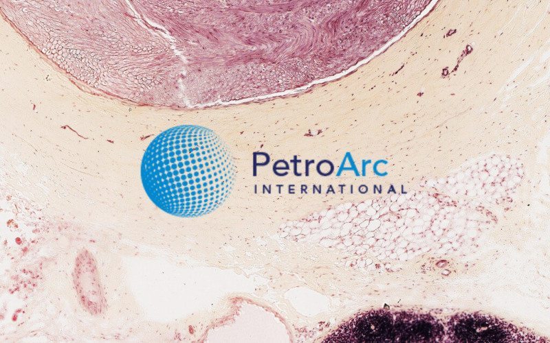 Typical Monocot & Dicot Roots, 400X – PetroArc International