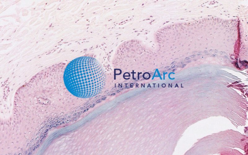 Human Palmar Skin, 400X – PetroArc International