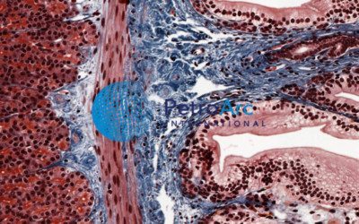 Simple Columnar Epithelium (tall), 400X – PetroArc International