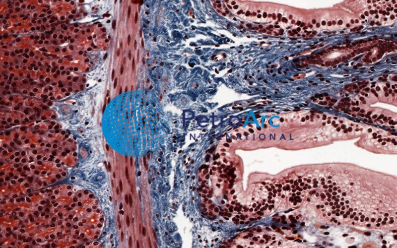 Simple Columnar Epithelium (tall), 400X – PetroArc International