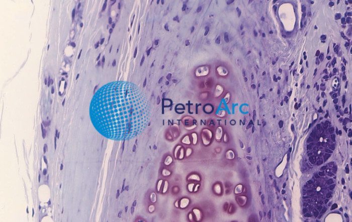 Trachea, Esophagus, 400X TBO, 2um – PetroArc International