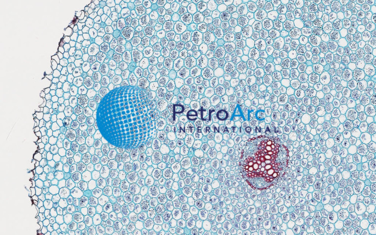 Typical Monocot & Dicot Roots, 400X – PetroArc International